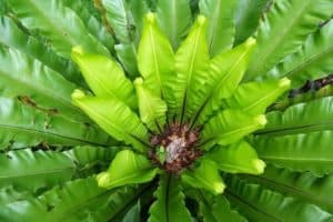 best ferns for clay soils – Fern Gardening