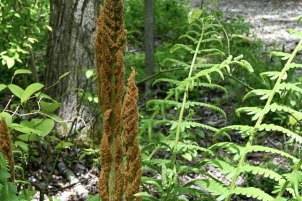 Best ferns for wet ground – Fern Gardening