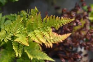Planting ferns under trees – Fern Gardening