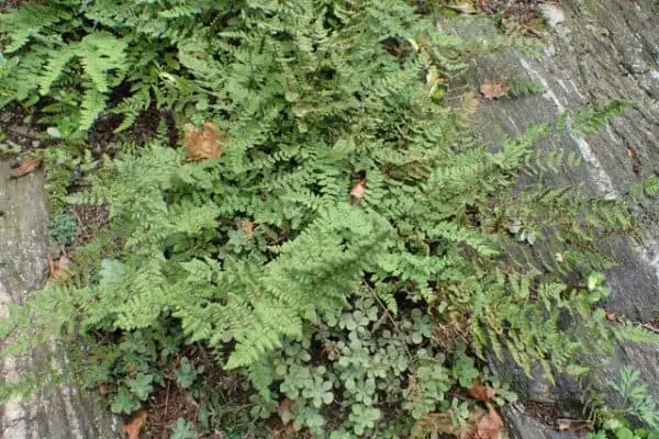 Fern landscaping ideas: 5 eye-catching ways to showcase ferns in the ...