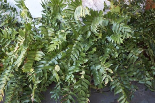 Planting ferns under trees – Fern Gardening