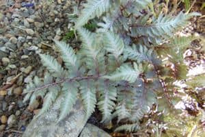 The most hardy ferns – Fern Gardening