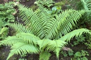 List of ferns – Fern Gardening