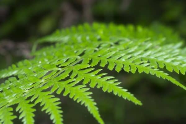 Planting ferns under trees – Fern Gardening