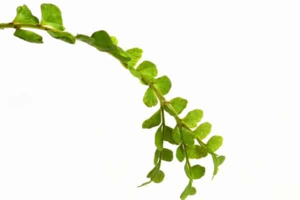 How long do ferns last? – Fern Gardening