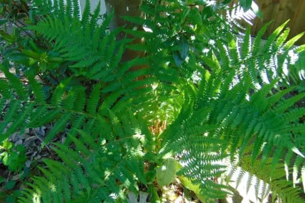 List of ferns – Fern Gardening