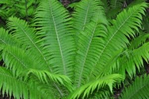 Using ferns for ground cover – Fern Gardening
