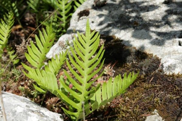 Are ferns invasive? – Fern Gardening