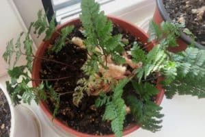 Rabbit’s foot fern: complete care guide – Fern Gardening