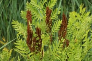 Which ferns grow best in full shade? – Fern Gardening
