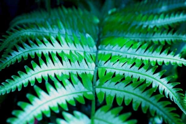 Best evergreen ferns (for house and garden) – Fern Gardening