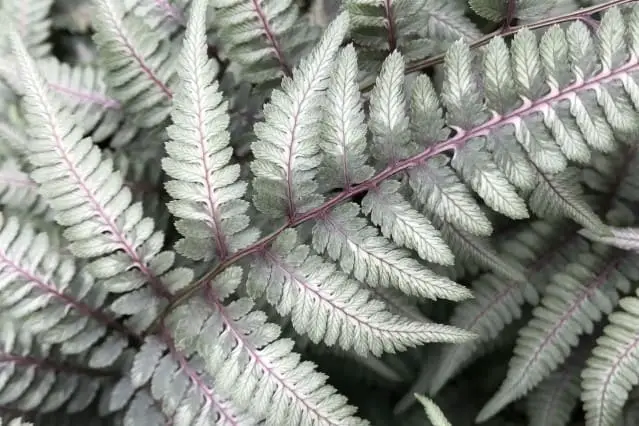 What are the prettiest ferns? – Fern Gardening