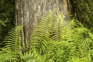 Planting ferns under trees – Fern Gardening