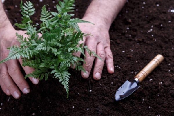 When to plant ferns outdoors – Fern Gardening