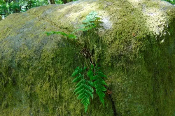 Fern landscaping ideas: 5 eye-catching ways to showcase ferns in the ...