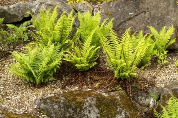 Fern landscaping ideas: 5 eye-catching ways to showcase ferns in the ...