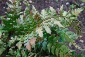 When to cut back brown fronds on ferns – Fern Gardening
