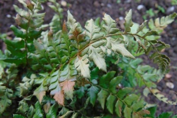 When to cut back brown fronds on ferns – Fern Gardening
