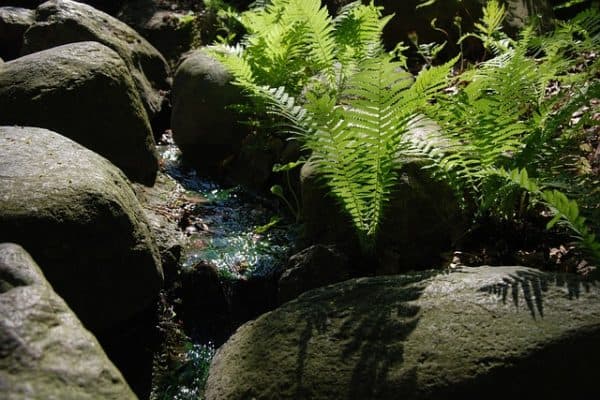 Fern landscaping ideas: 5 eye-catching ways to showcase ferns in the ...