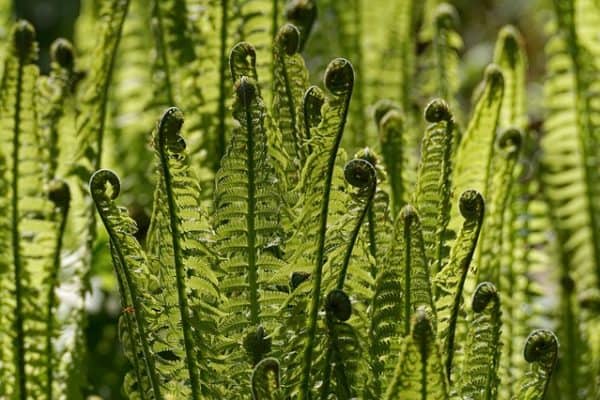 How fast do ferns grow? – Fern Gardening