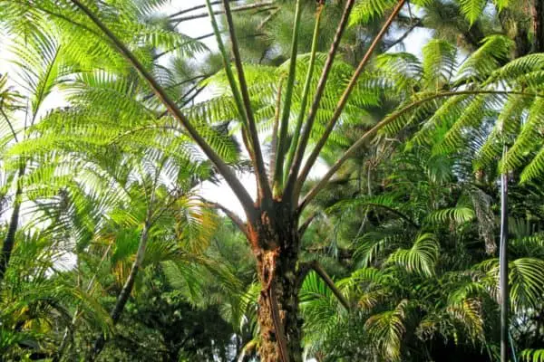 Tree ferns buyers guide: best deals and risks to avoid – Fern Gardening