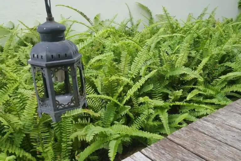 Small fern gardens: 10 design ideas for modest spaces – Fern Gardening