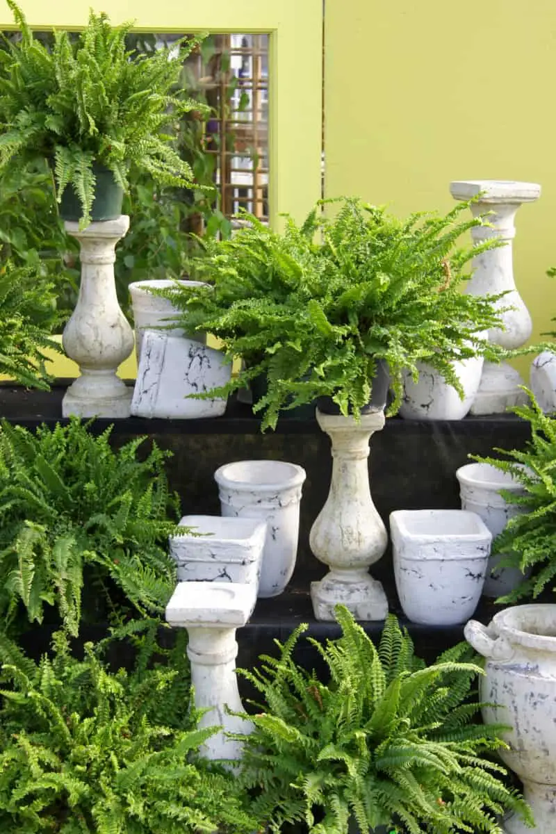 Small fern gardens: 10 design ideas for modest spaces – Fern Gardening