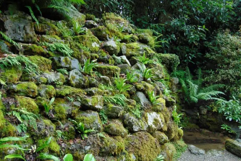 Small fern gardens: 10 design ideas for modest spaces – Fern Gardening