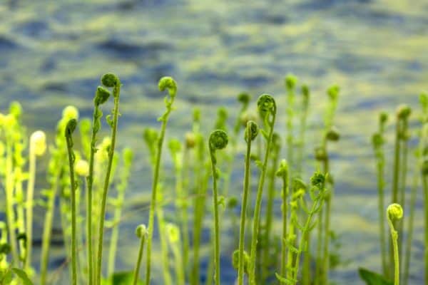Best ferns for wet ground – Fern Gardening