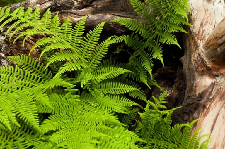 Small fern gardens: 10 design ideas for modest spaces – Fern Gardening