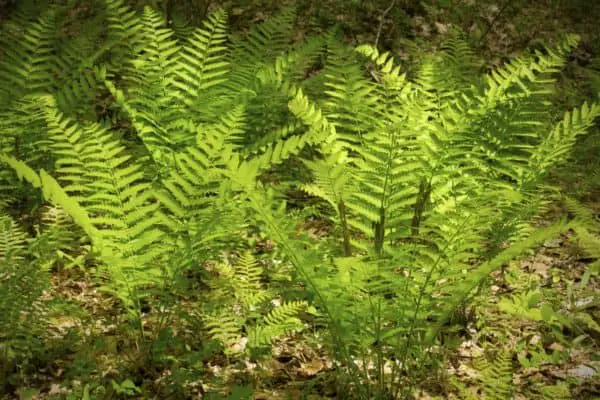 Using ferns for ground cover – Fern Gardening