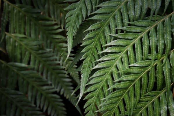 List of ferns – Fern Gardening