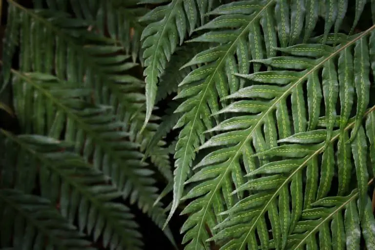 List of ferns – Fern Gardening