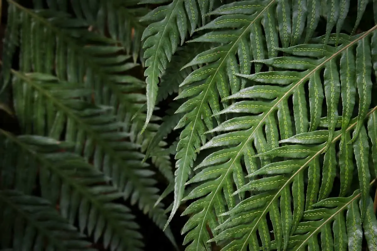 List of ferns – Fern Gardening
