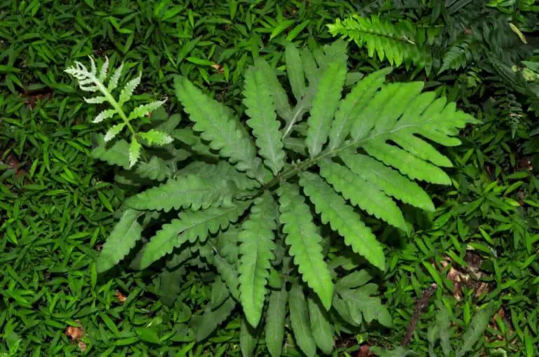 Best ferns for wet ground – Fern Gardening