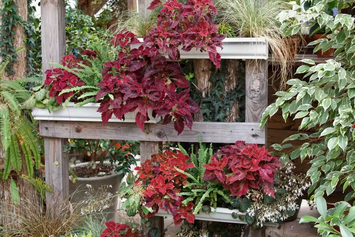 Small fern gardens: 10 design ideas for modest spaces – Fern Gardening