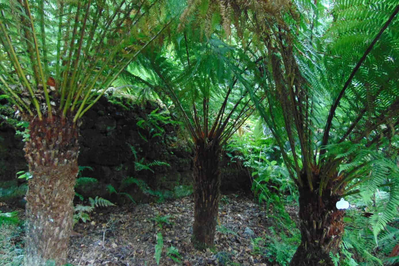 Small fern gardens: 10 design ideas for modest spaces – Fern Gardening