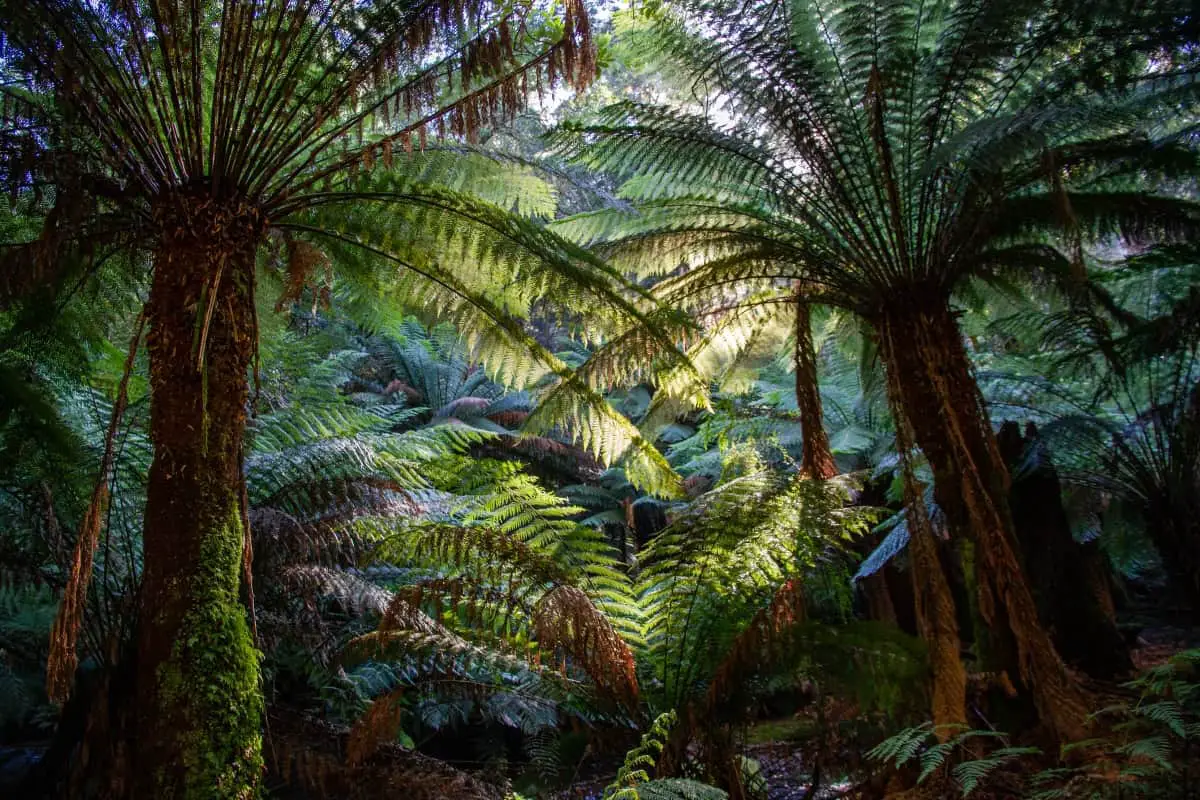 Tree ferns buyers guide: best deals and risks to avoid – Fern Gardening