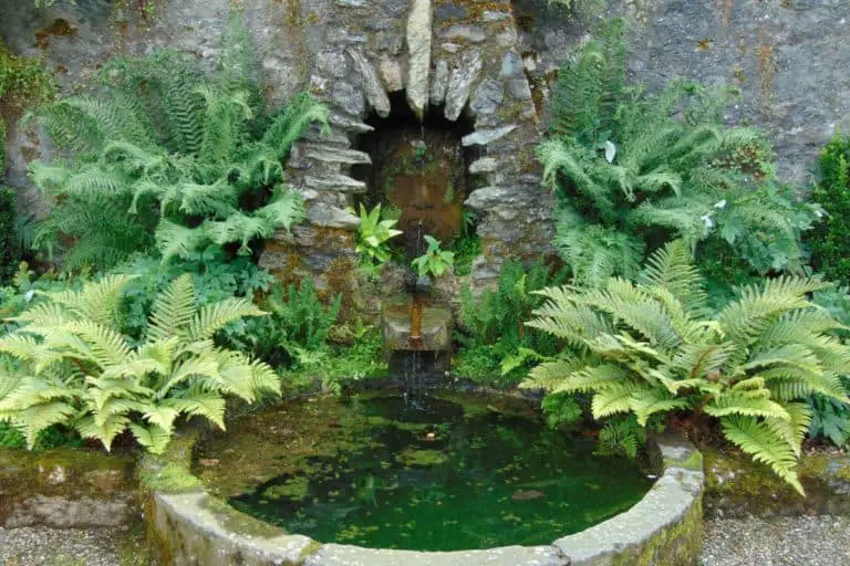 Small fern gardens: 10 design ideas for modest spaces – Fern Gardening