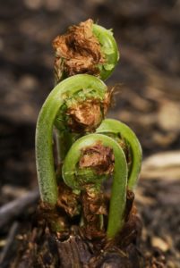 Is my fern dead? 6 critical signs, and how to know for sure – Fern ...