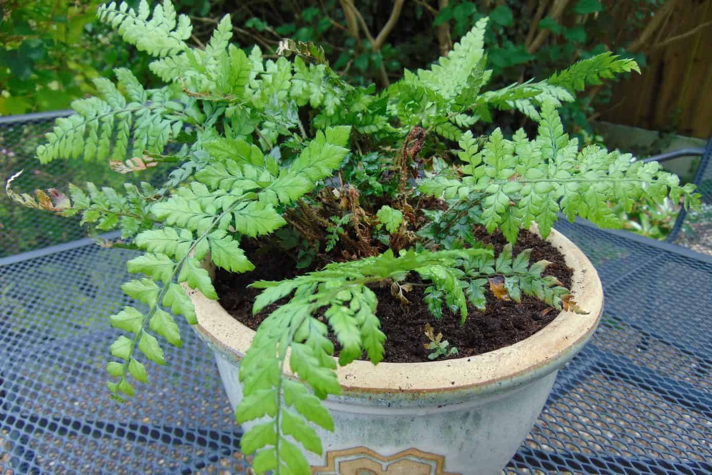 Reviving a sun-damaged fern – Fern Gardening