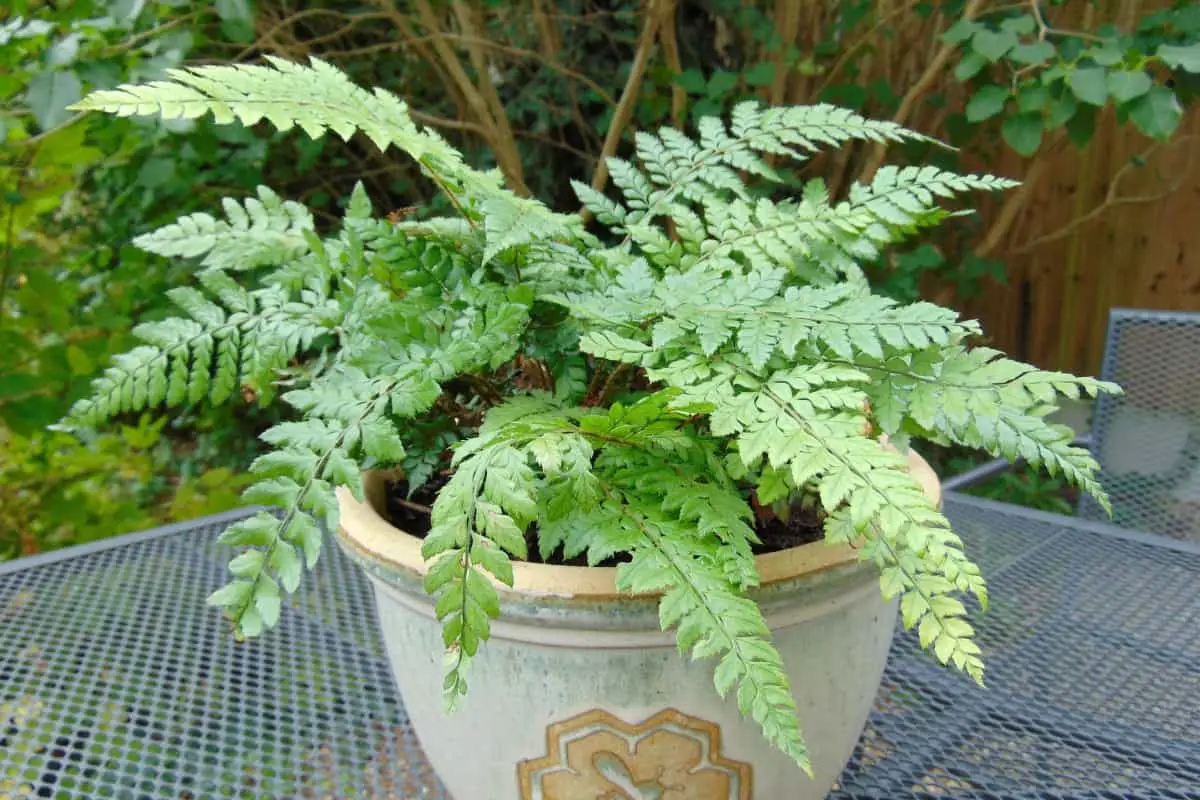 Best evergreen ferns (for house and garden) – Fern Gardening