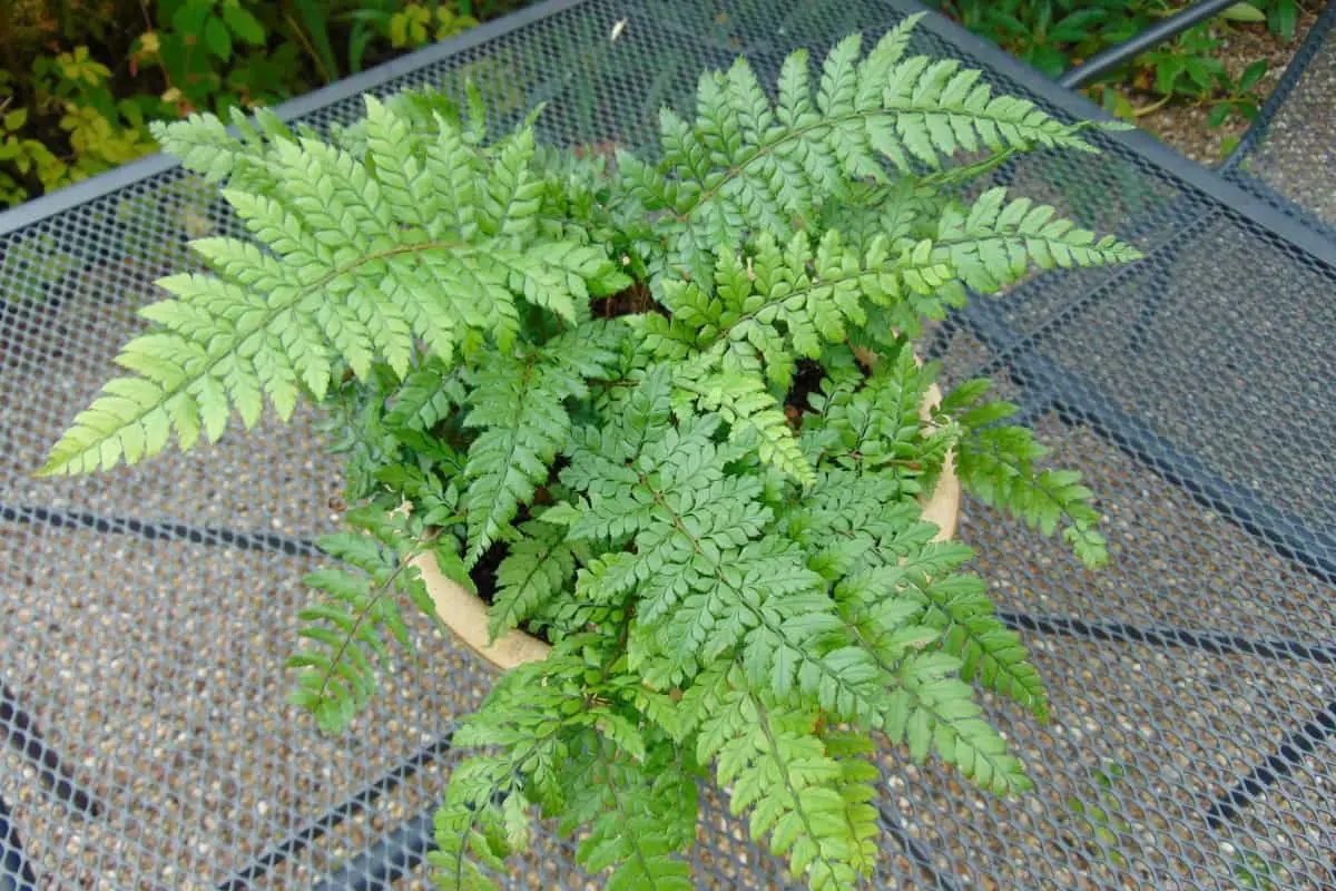 Reviving a sun-damaged fern – Fern Gardening