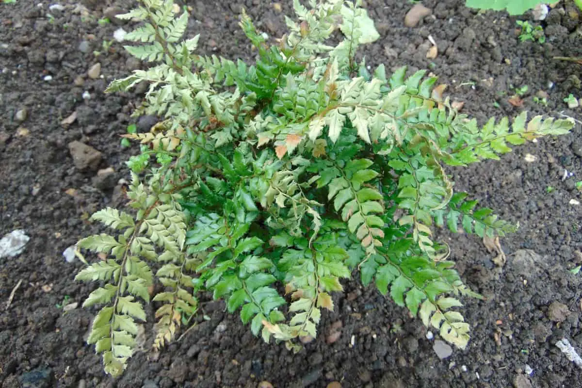 Why has my fern gone brown? – Fern Gardening