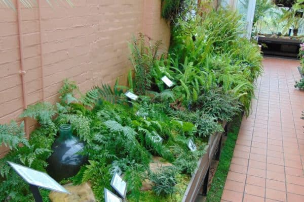 How to make a fern garden: the complete design guide – Fern Gardening