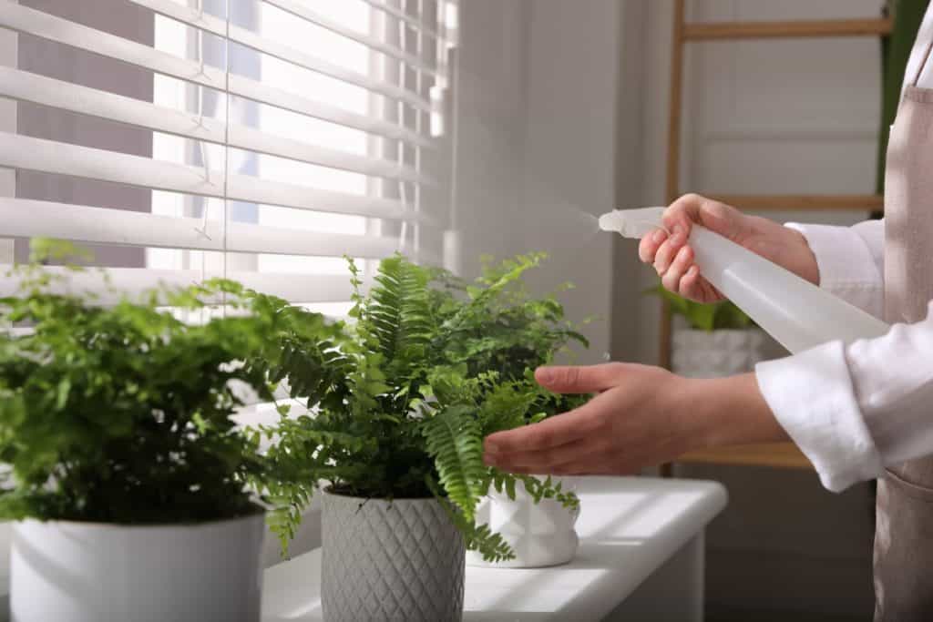 Indoor fern maintenance: tips and tricks – Fern Gardening
