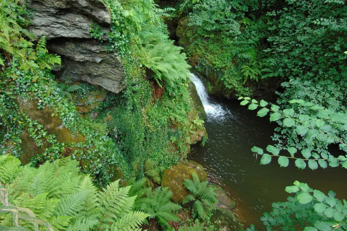 How to make a fern garden: the complete design guide – Fern Gardening