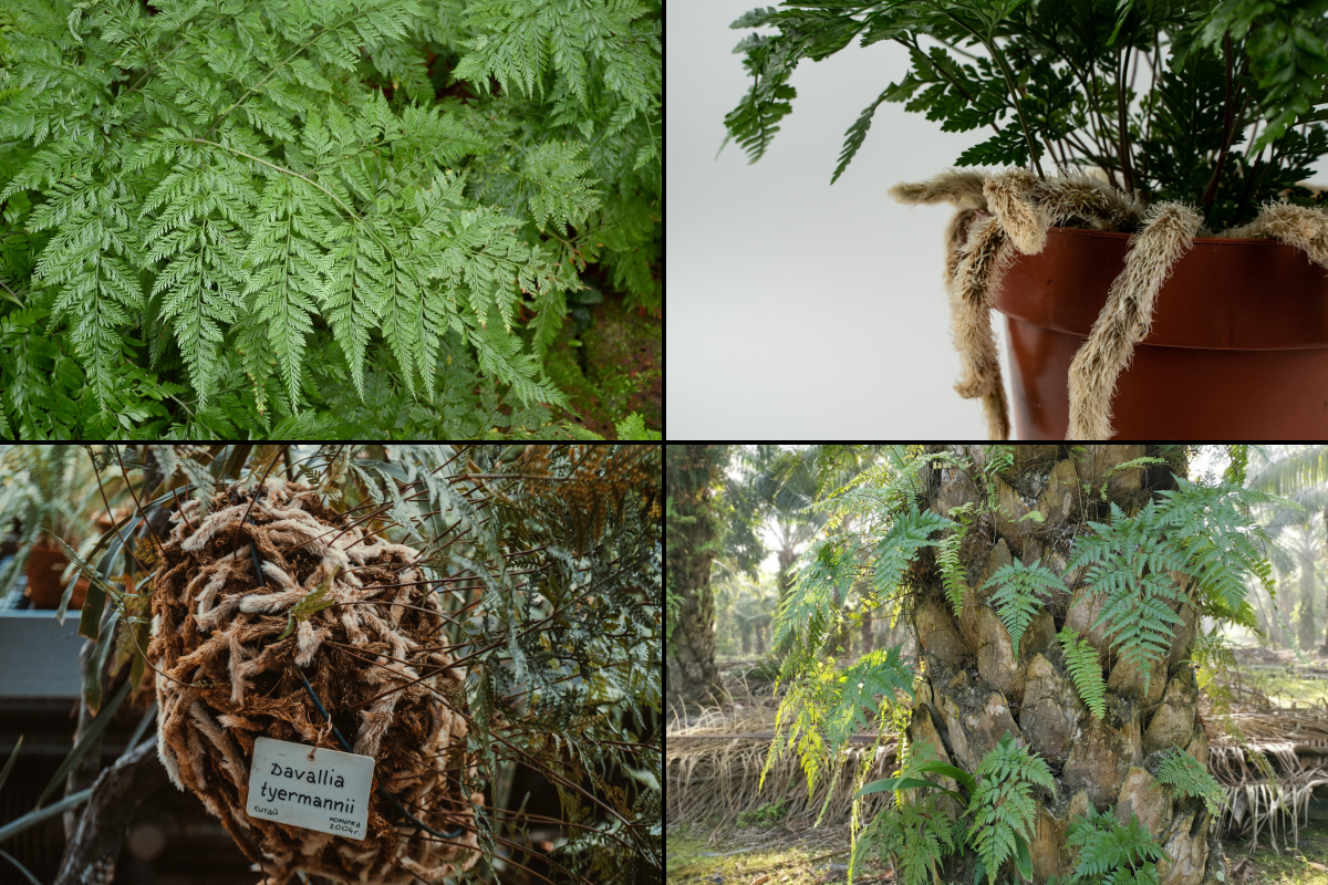 Rabbit’s foot fern: complete care guide – Fern Gardening