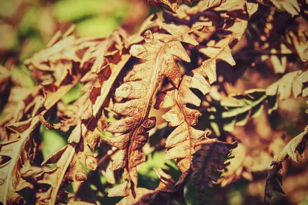 Why has my fern gone brown? – Fern Gardening