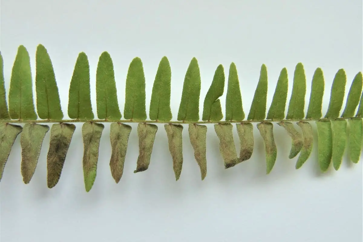 Why has my fern gone brown? – Fern Gardening